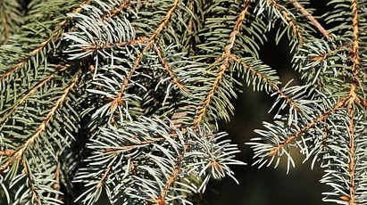 Când se plantează bradul argintiu? articole și informații utile in ...