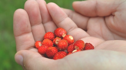 Cum se înmulțesc fragii? articole și informații utile in Comunitatea ...