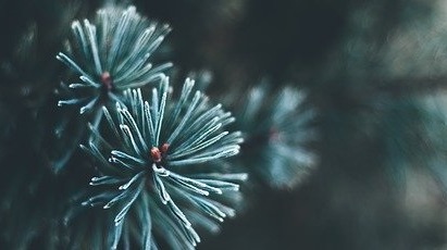 Se poate planta bradul argintiu în ghiveci? articole și informații ...