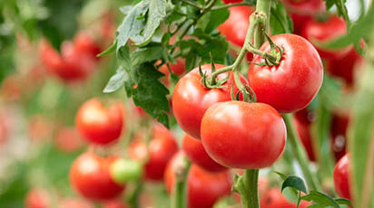 Sfaturi practice pentru cultivarea semințelor de roșii