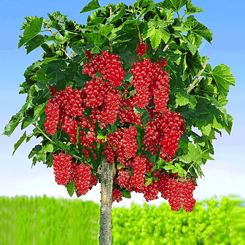 Cumpără de coacăz pe tulpină înaltă rolan (9036_1): în magazinul Gradinamax