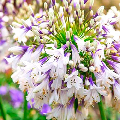 Cumpără răsaduri de crin african (agapanthus) fireworks (5586): în ...