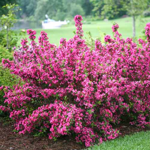 Cumpără de weigela pink princess (9015): în magazinul Gradinamax
